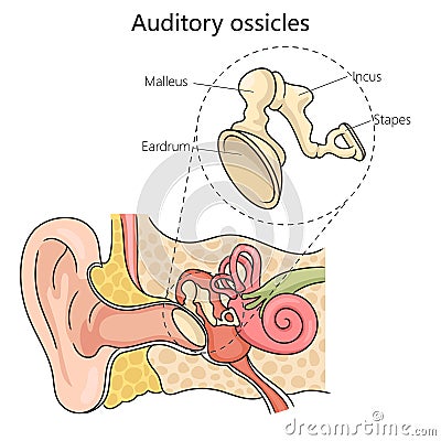 Auditory Ossicles Structure Diagram Medical Scienc Vector Illustration ...