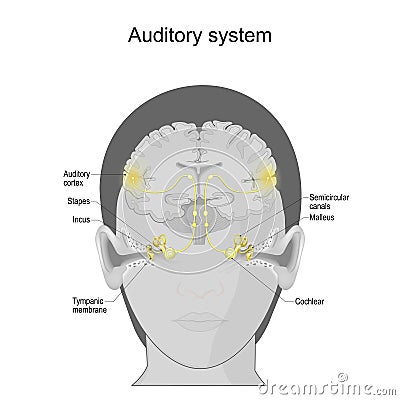 Auditory System. Sensory System. Human Ear Anatomy Cartoon Vector ...