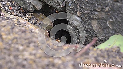 Ants Digging And Building A New Nest Stock Footage - Video of colony ...