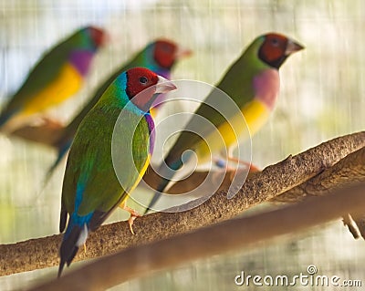 Australian Gouldian Finch Native Birds Royalty Free Stock Images ...