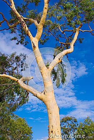 Australian Gum Tree Royalty Free Stock Photography - Image: 1727787
