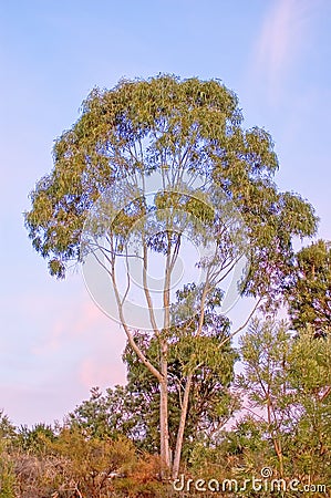 Australian Gum Tree During Sunset, Perth Australia Stock Image - Image ...