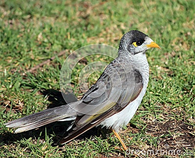 Australian Myna Bird Stock Photography - Image: 7575432