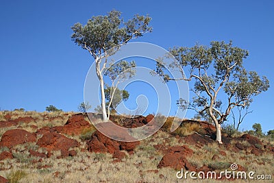 Australian Trees Stock Photo | CartoonDealer.com #4737270