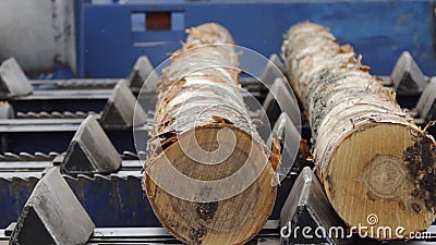 Automated Log Sorting Line. Wheel Loader and Automatic Sorting Logs ...