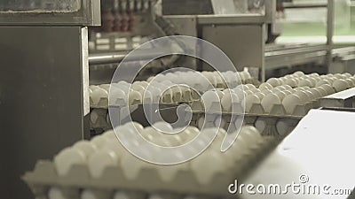 Automatic Loading of Eggs on Conveyor by Means of Suction Cups. Stock ...