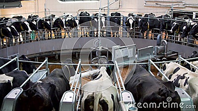 Automatic Milking Carousel System at the Dairy Farm Stock Footage ...