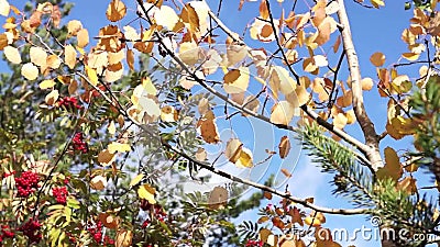 Autumn foliage in wind stock video. Video of birch, breeze - 45170773