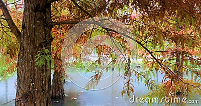 Autumn, Lake, Larch, Leaves, Turning Red Stock Footage - Video of lake ...