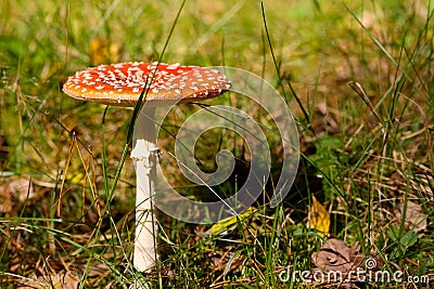 One Red Toadstool In The Forest Ground Stock Photo | CartoonDealer.com ...