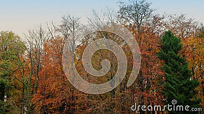 Autumn trees at sunset stock footage. Video of fall - 125537042