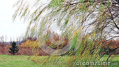 Autumn Willow Tree Slightly Swaying in the Wind Stock Video - Video of ...