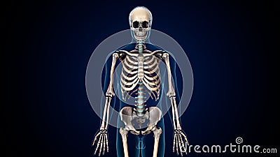 3d Illustration Of Human Skeleton Axial Bone Anatomy. Royalty-Free ...