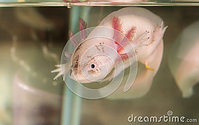 Axolotl In Water Stock Photo - Image: 38831482
