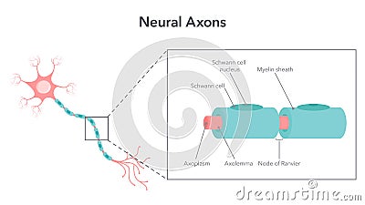 Neural Axon Diagram Vector Illustration Graphic | CartoonDealer.com ...