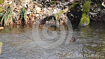 Babbling Brook in the Spring Forest Stock Video - Video of fresh, pure ...