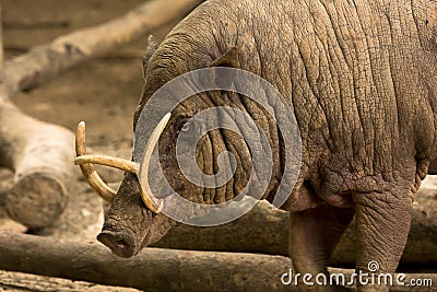 Babirusa Royalty Free Stock Images - Image: 12675549