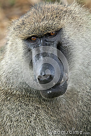 Baboon in Tanzania stock photo. Image of papio, tazania - 90129372