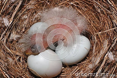 Baby Bird Hatching Royalty Free Stock Images - Image: 8063309