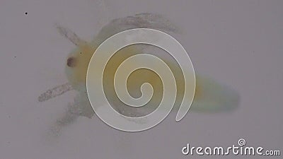 Baby of Brine Shrimp Under Microscope. Stock Footage - Video of food ...