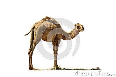 Baby Camel. Stock Images - Image: 32280224