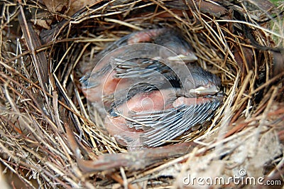 Baby Cardinals Sleeping Royalty Free Stock Photo - Image: 14538705