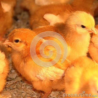 Baby Chickens Stock Photos - Image: 2658873