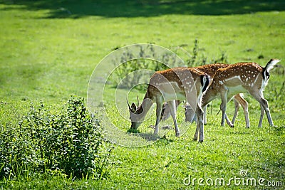 Baby Deer Eating Grass On The Meadow Stock Photo - Image: 20784420