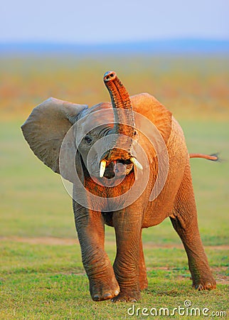 Baby Elephant - Raised Trunk Royalty Free Stock Photo - Image: 25615105