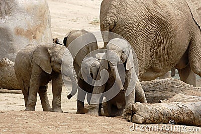 Baby Elephants Playing Royalty Free Stock Images - Image: 20688889
