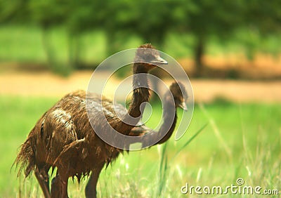 Baby Emu Stock Image - Image: 11905171
