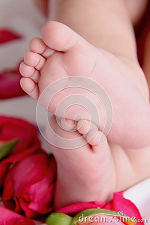 Baby Feet And Roses Royalty-Free Stock Photo | CartoonDealer.com #13063251