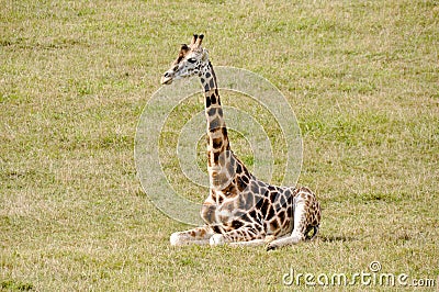 Baby Giraffe Sitting Stock Photography - Image: 28272072