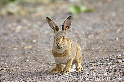 Baby Hare Leveret Royalty Free Stock Photography - Image: 20031547