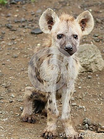 Baby Hyena Royalty Free Stock Photography - Image: 36687647