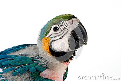 Baby Macaw Stock Photo - Image: 10178510