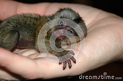 Baby Monkey In Hand Royalty-Free Stock Photo | CartoonDealer.com #18032223