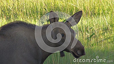 Baby moose face stock footage. Video of baby, alaska - 102249584