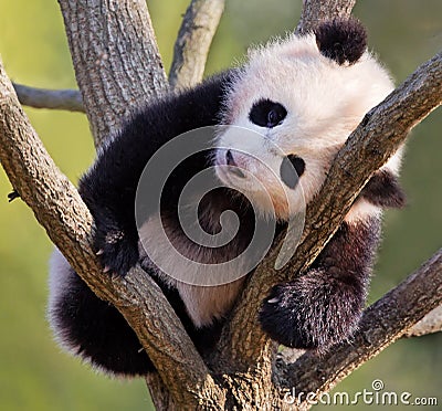 Baby Panda In Tree Stock Photo - Image: 39698725