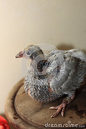 Baby Pigeon Royalty Free Stock Photo - Image: 14530685
