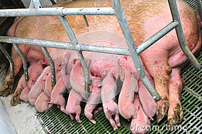 Baby Pigs Stock Image - Image: 14178811