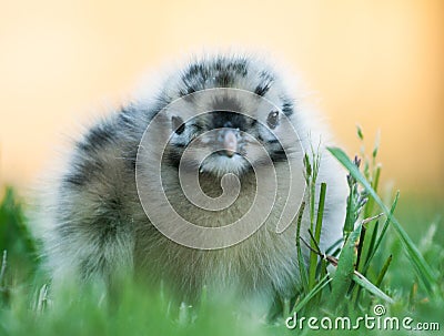 Baby Seagull Looking Cute Royalty Free Stock Images - Image: 26195439