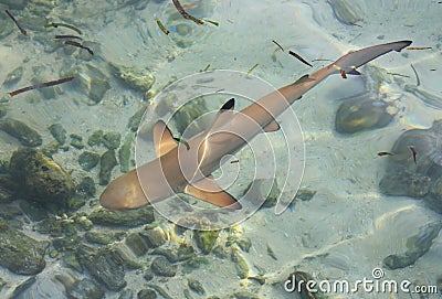 Baby Shark Royalty Free Stock Images - Image: 12642529