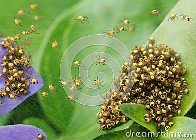 Baby Spiders Royalty Free Stock Photography - Image: 14834337