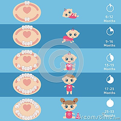 Baby Teething Chart Cartoon Vector | CartoonDealer.com #68894677