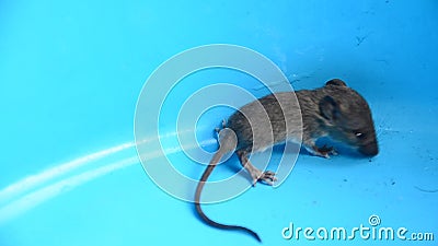 Babyratte oder -maus stock footage. Video von maus, babyratte - 78200756