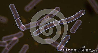 Bacillus Bacteria Cells Visualized Under Microscope For Scientific ...