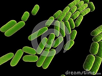 Bacillus Subtilis Royalty Free Stock Photo - Image: 11962255