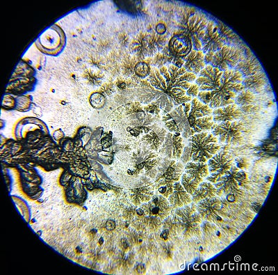 Bacillus Subtilis Beautiful Bacterial Growth Under The Microscope Stock ...