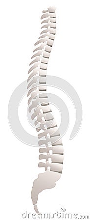 Backbone Lateral View Cartoon Vector | CartoonDealer.com #65022779